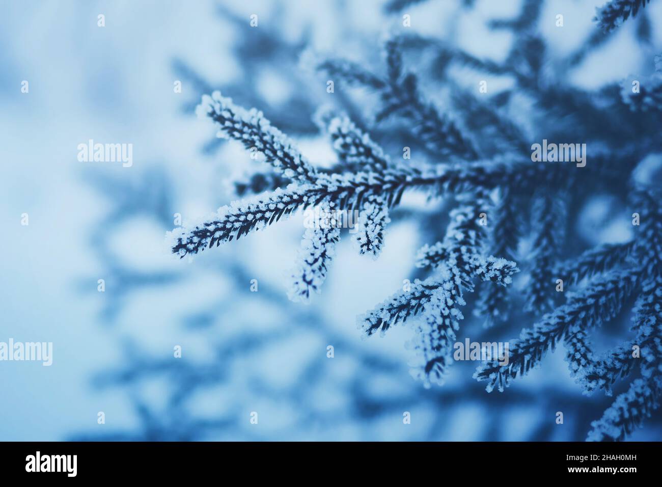 The lush branches of the spruce are covered with white snow and frost ...