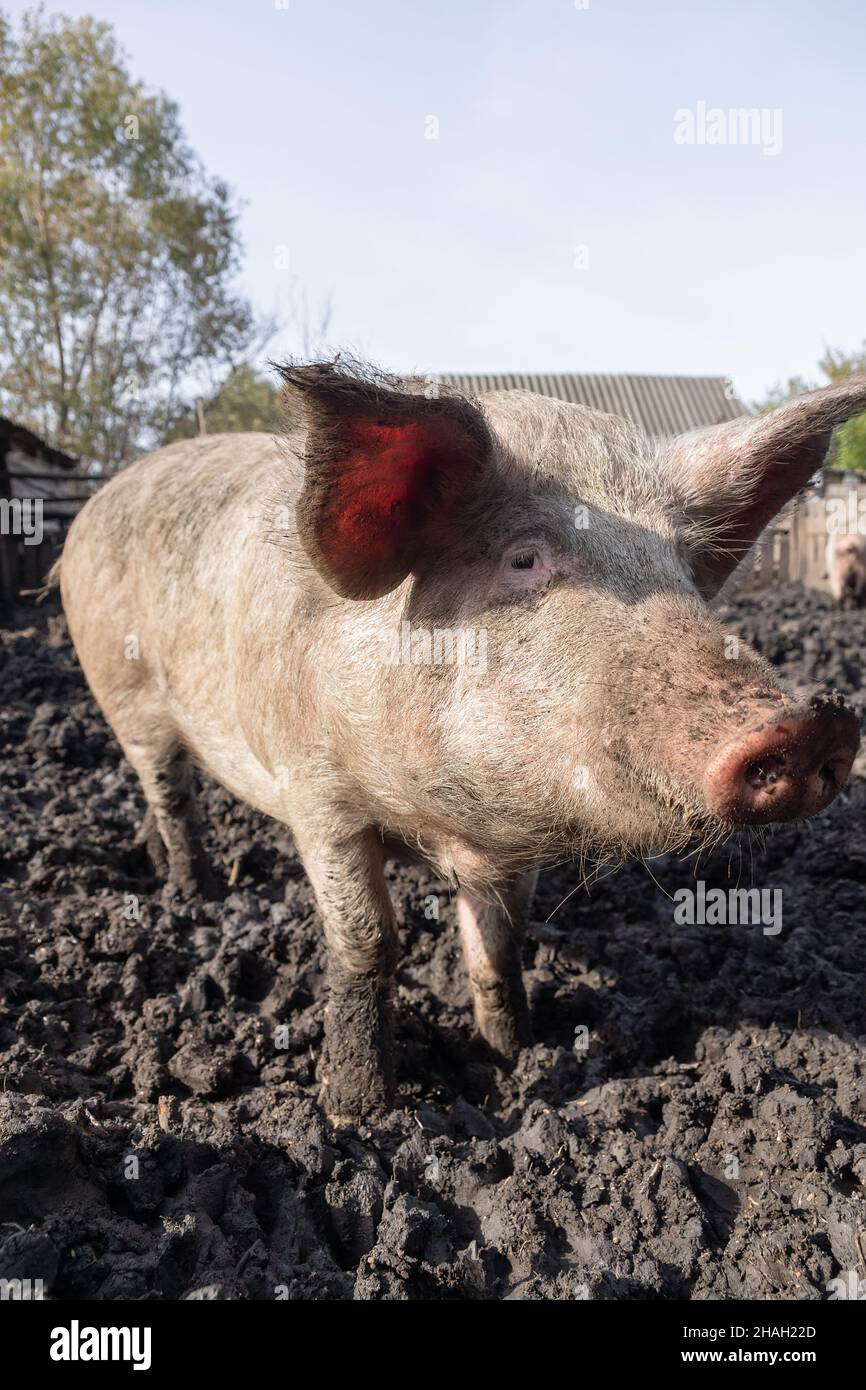 Pink pigs on the farm. Swine at the farm. Meat industry. Pig farming to ...