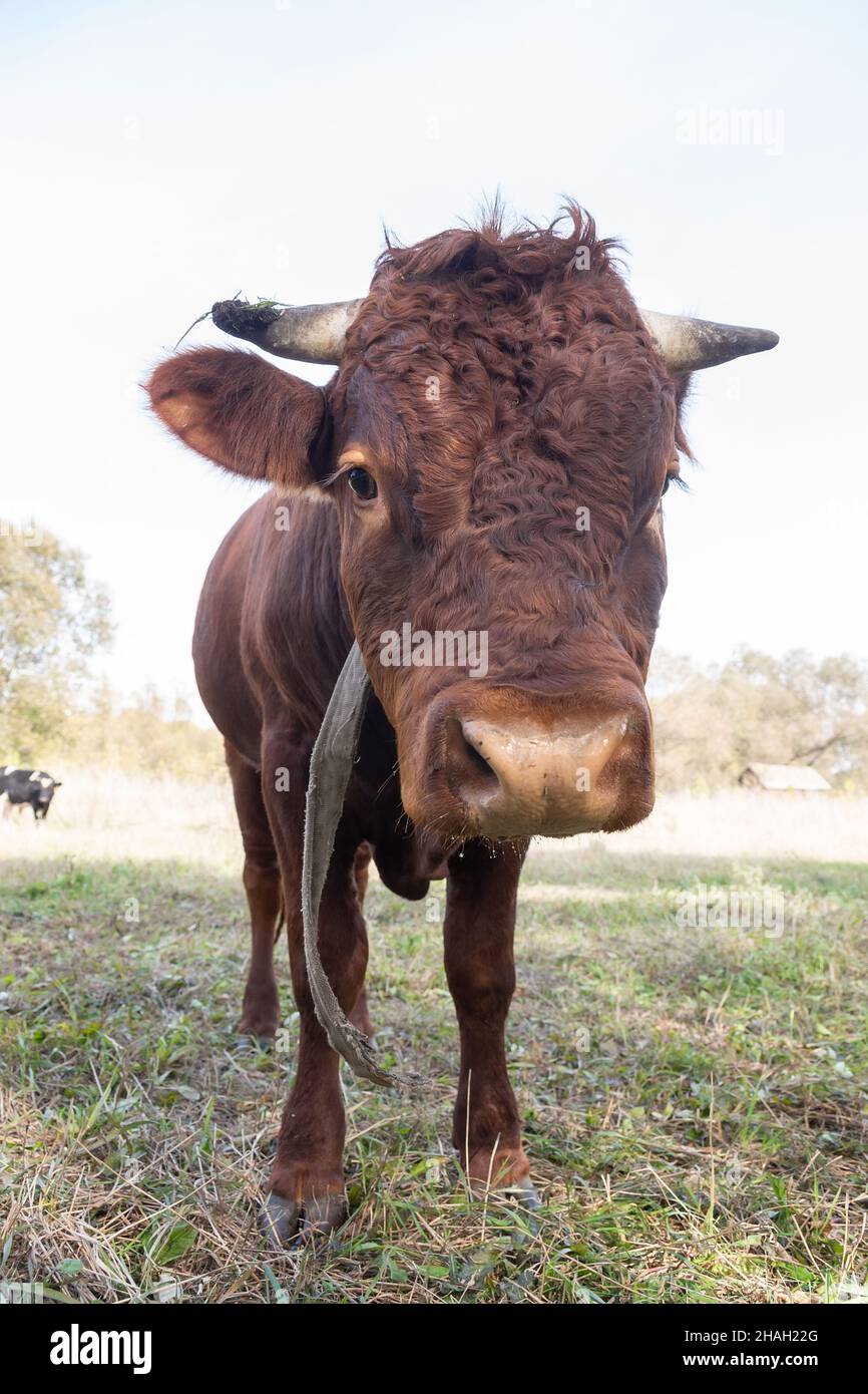 Red angus heifer portrait picture blue sky background Stock Photo - Alamy
