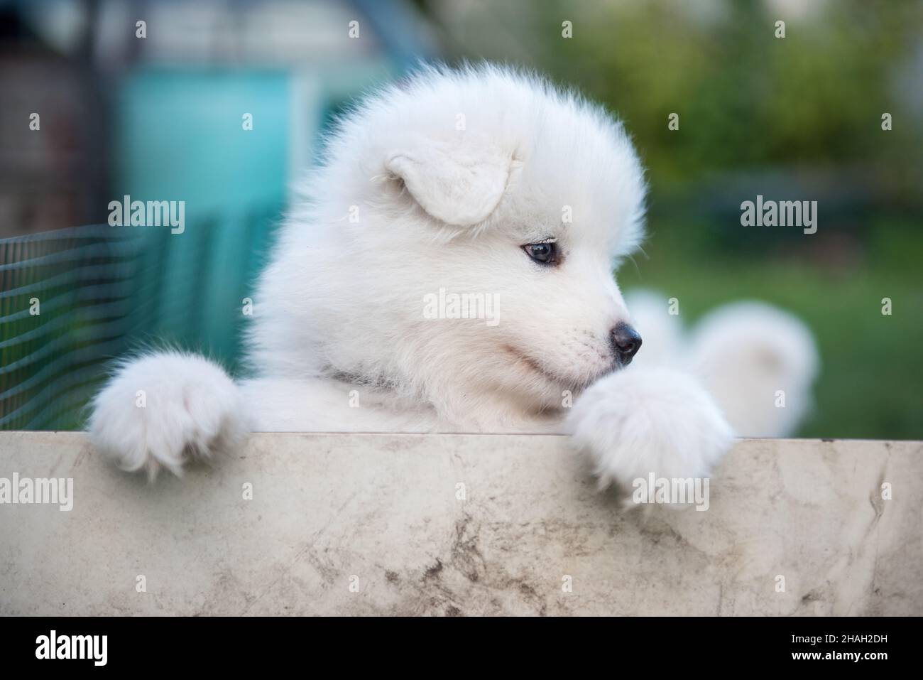 White fluffy funny Samoyed puppy peeking out from the fence Stock Photo ...
