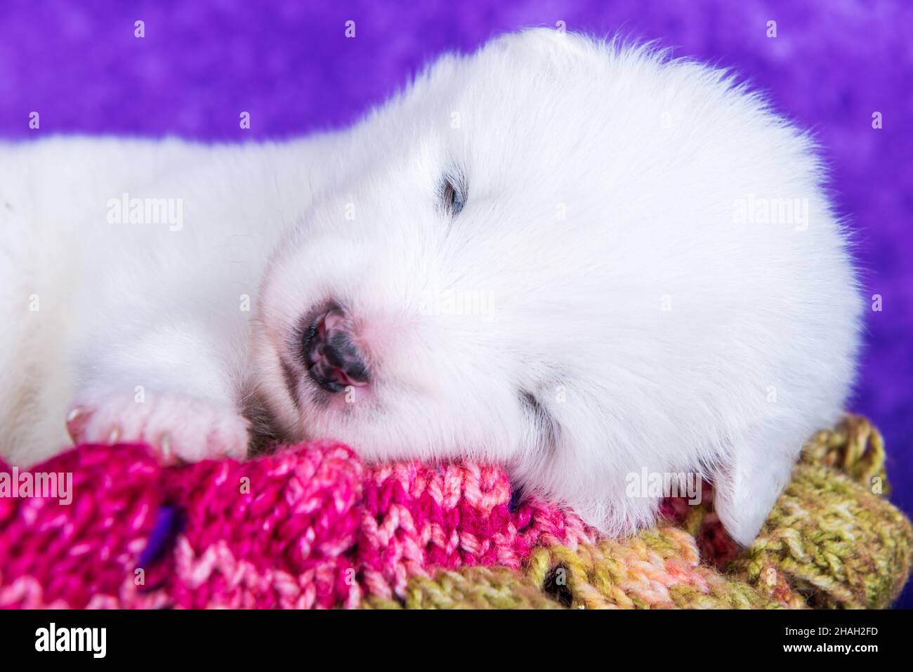 White fluffy small Samoyed puppy dog is sleeping on knitted warm scarf ...