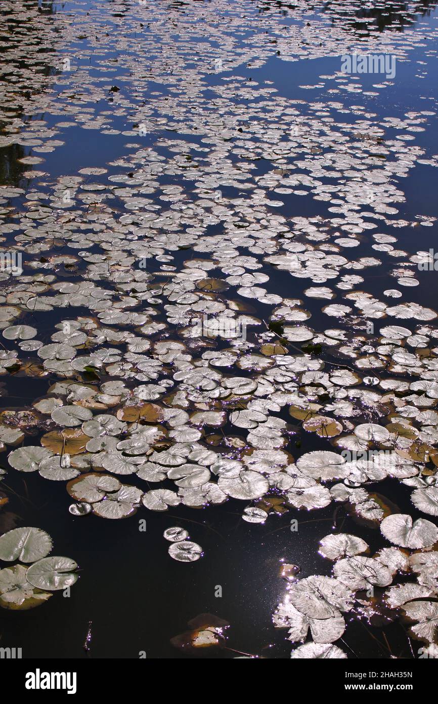 Lush green lily pads floating on the surface of the lily pool Stock ...