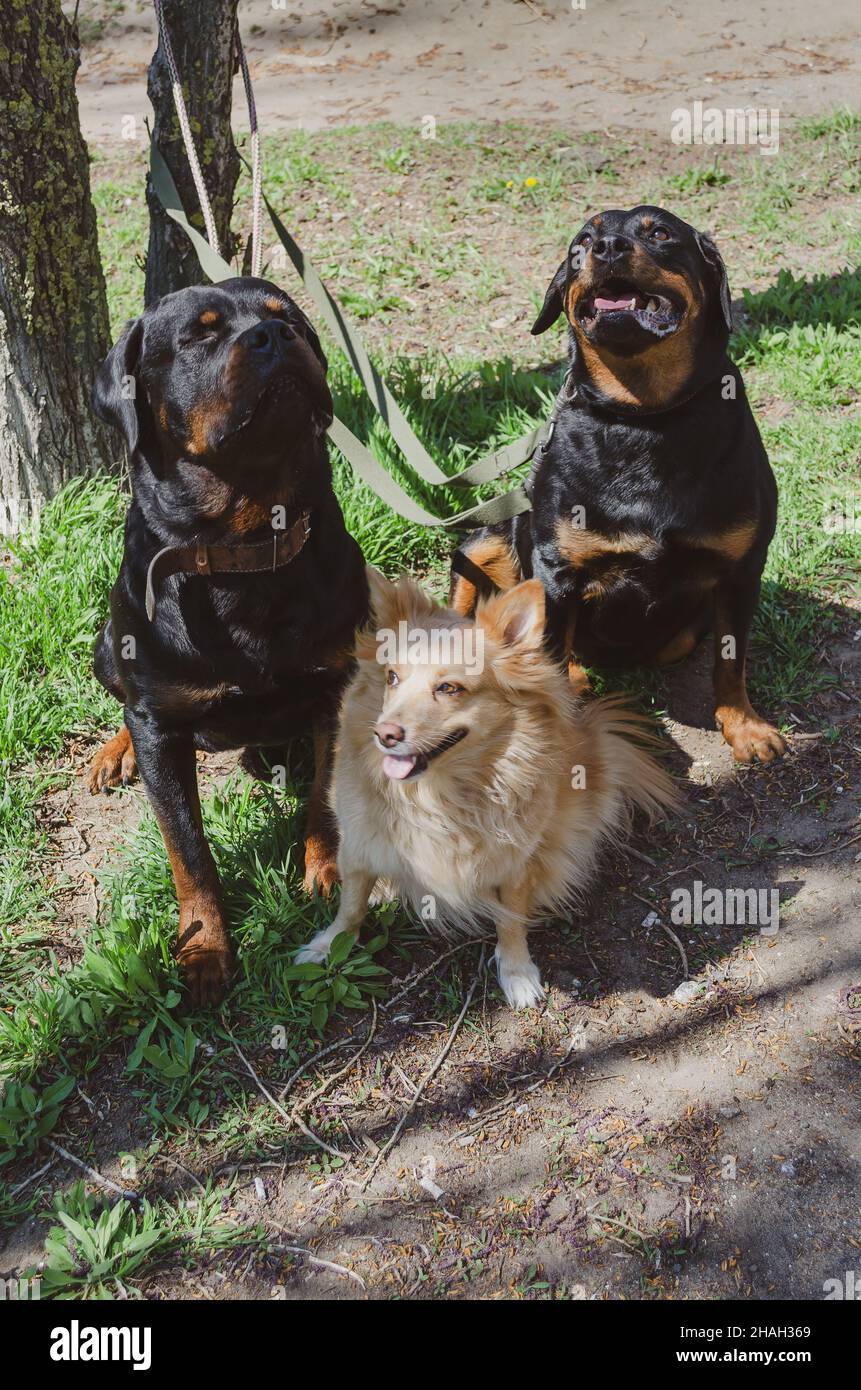Rottweilers and a female of mixed breed. Three dogs on leashes tied to ...