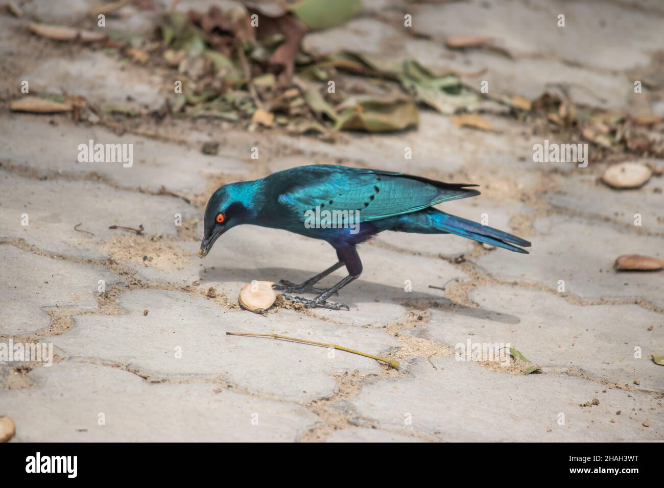 African Blue Song bird Stock Photo - Alamy