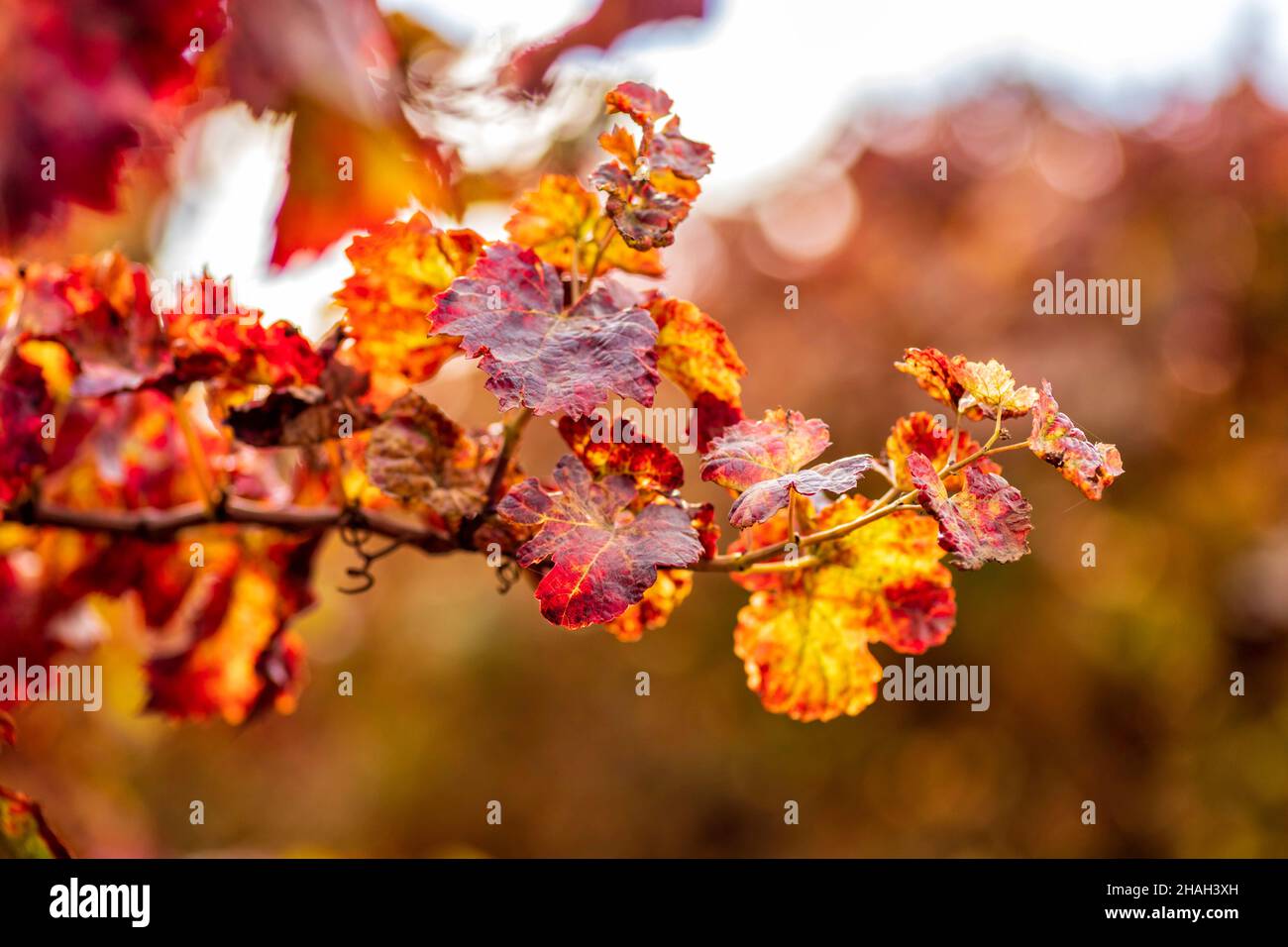 Autumn leaves in a vineyard hi-res stock photography and images - Alamy