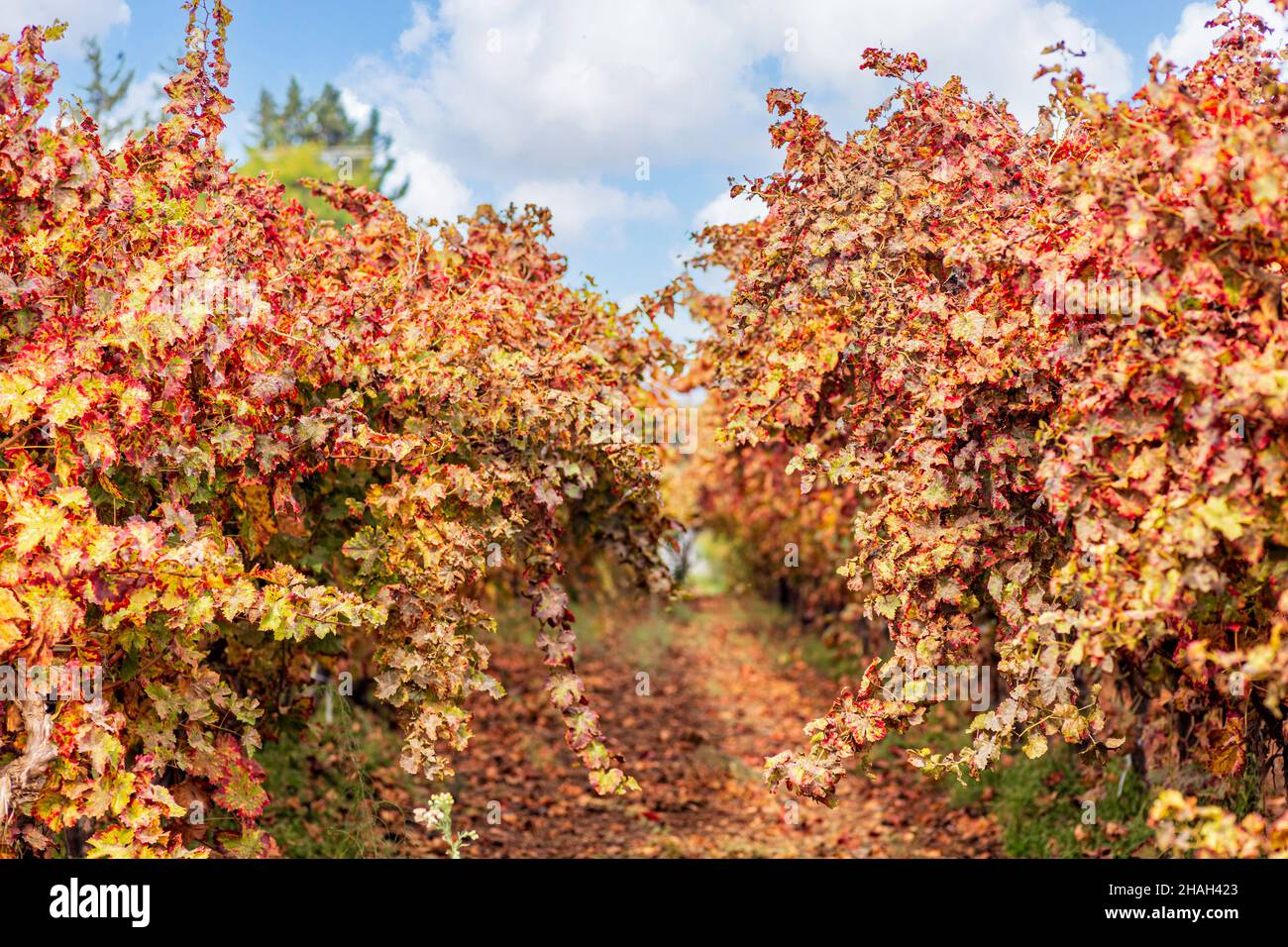 Field with grape bushes hi-res stock photography and images - Alamy