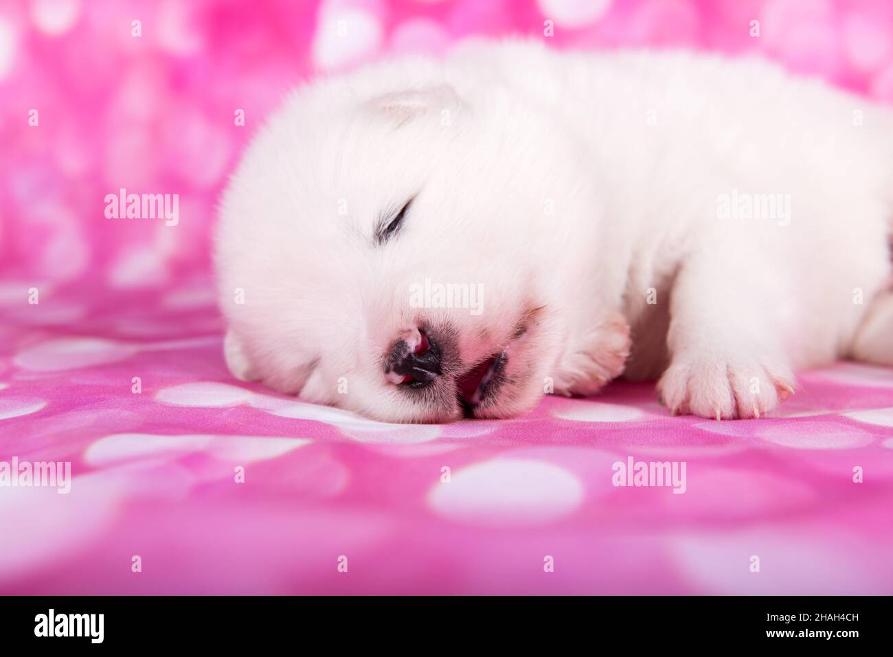 White fluffy small Samoyed puppy dog is sleeping in front of pink ...