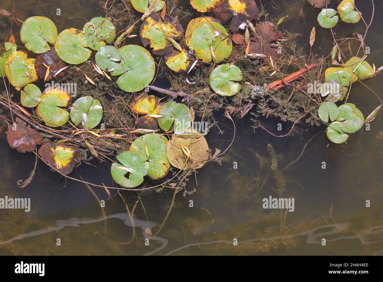 Lush green lily pads floating on the surface of the lily pool Stock ...
