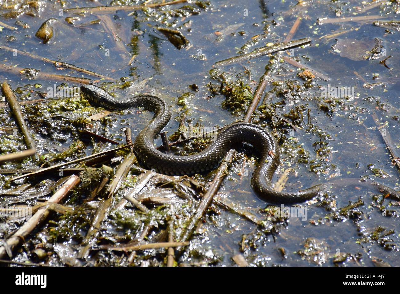 A snake crawling and wriggling in a swamp, in water Stock Photo - Alamy