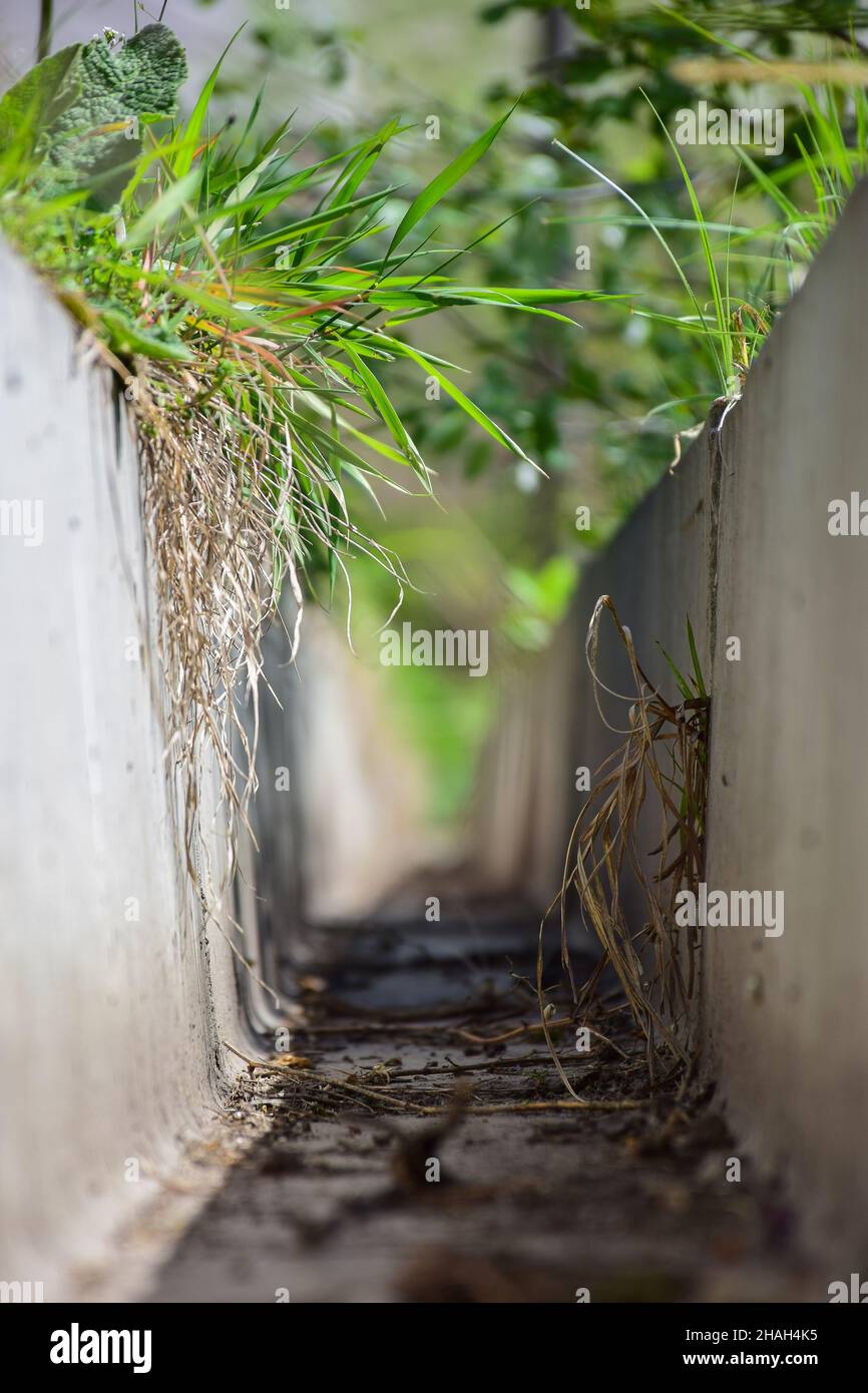 View from a dry concrete drainage gutter overgrown with green grass ...