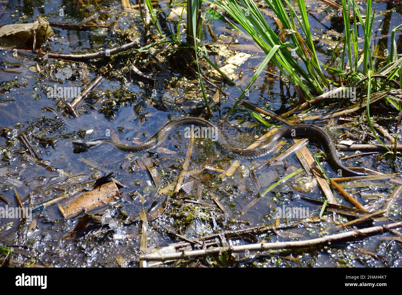 Swamp snake hi-res stock photography and images - Alamy