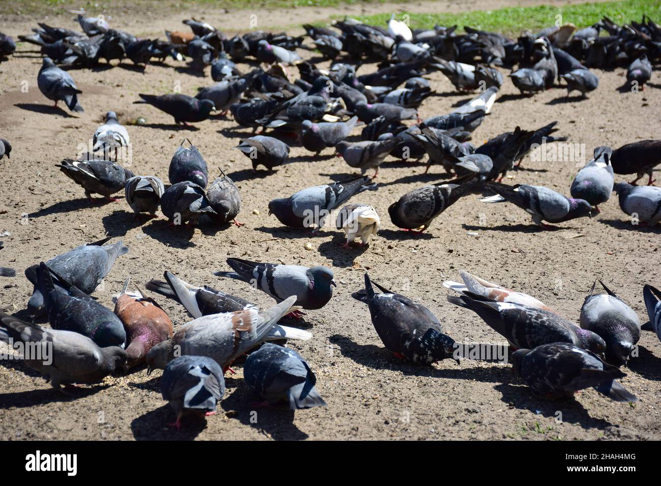 Many pigeons of different colors eat scattered food from the ground ...