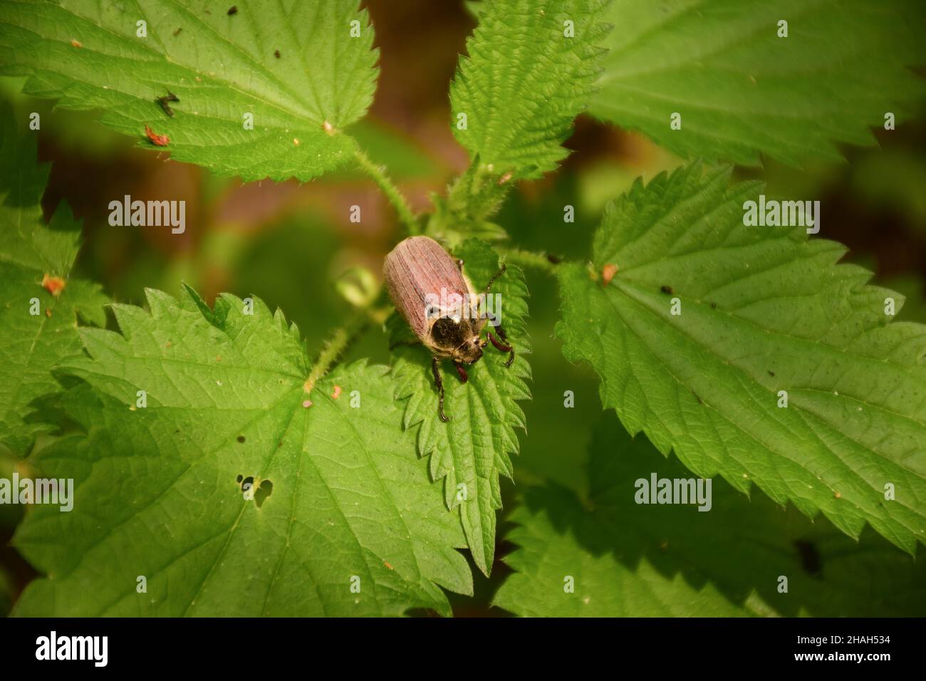 Upside down beetle hi-res stock photography and images - Alamy