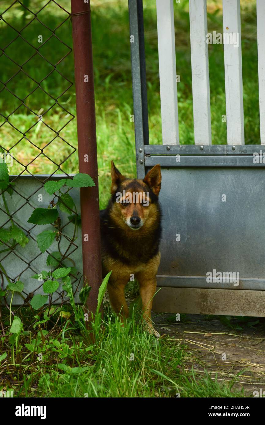 Dog looking through fence hi-res stock photography and images - Alamy