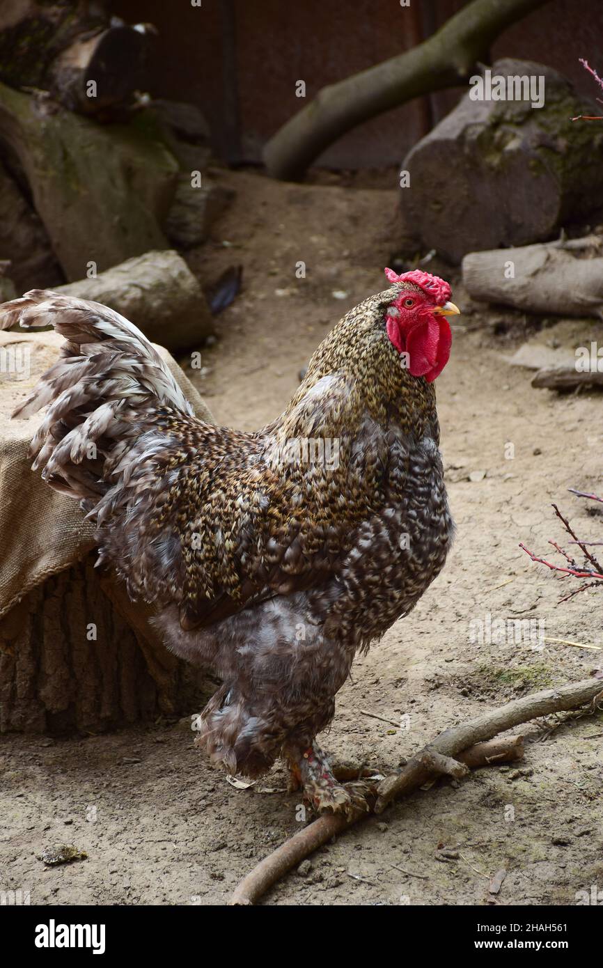 A beautiful motley gray rooster walks on the ground in an aviary for ...