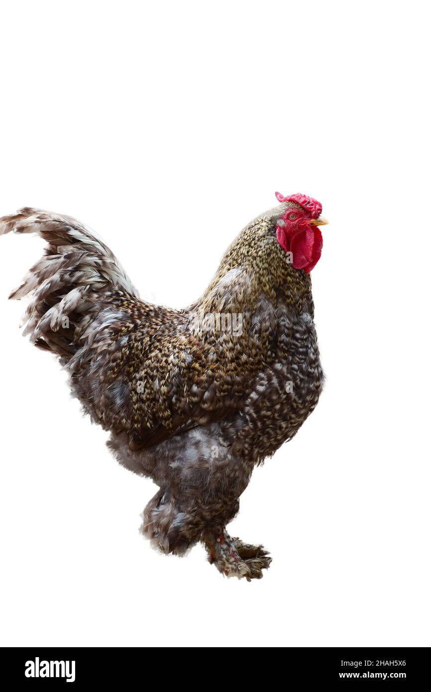 Beautiful variegated rooster on white clipping background in the middle ...