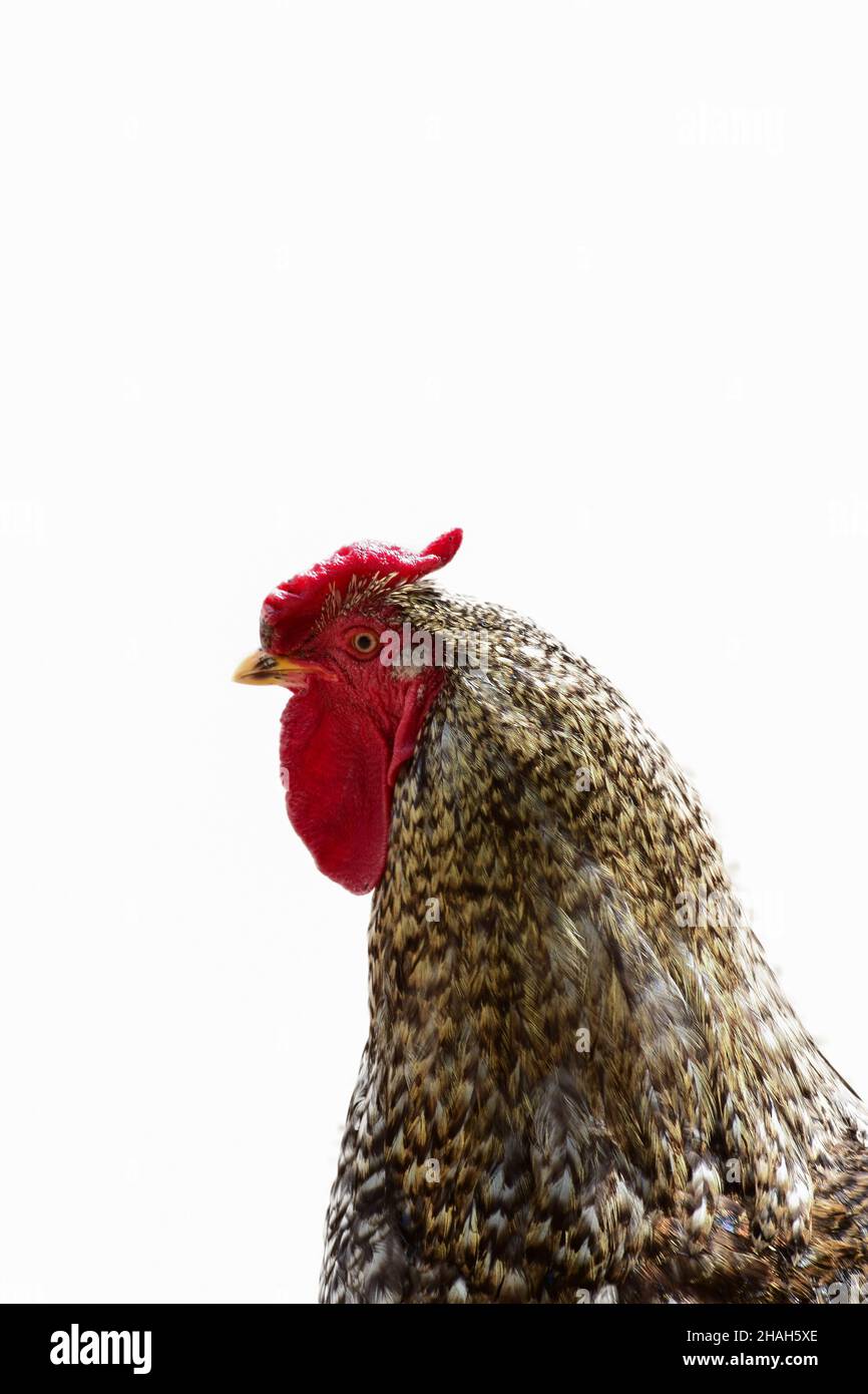 Head and neck of a beautiful variegated rooster on a white clipping ...