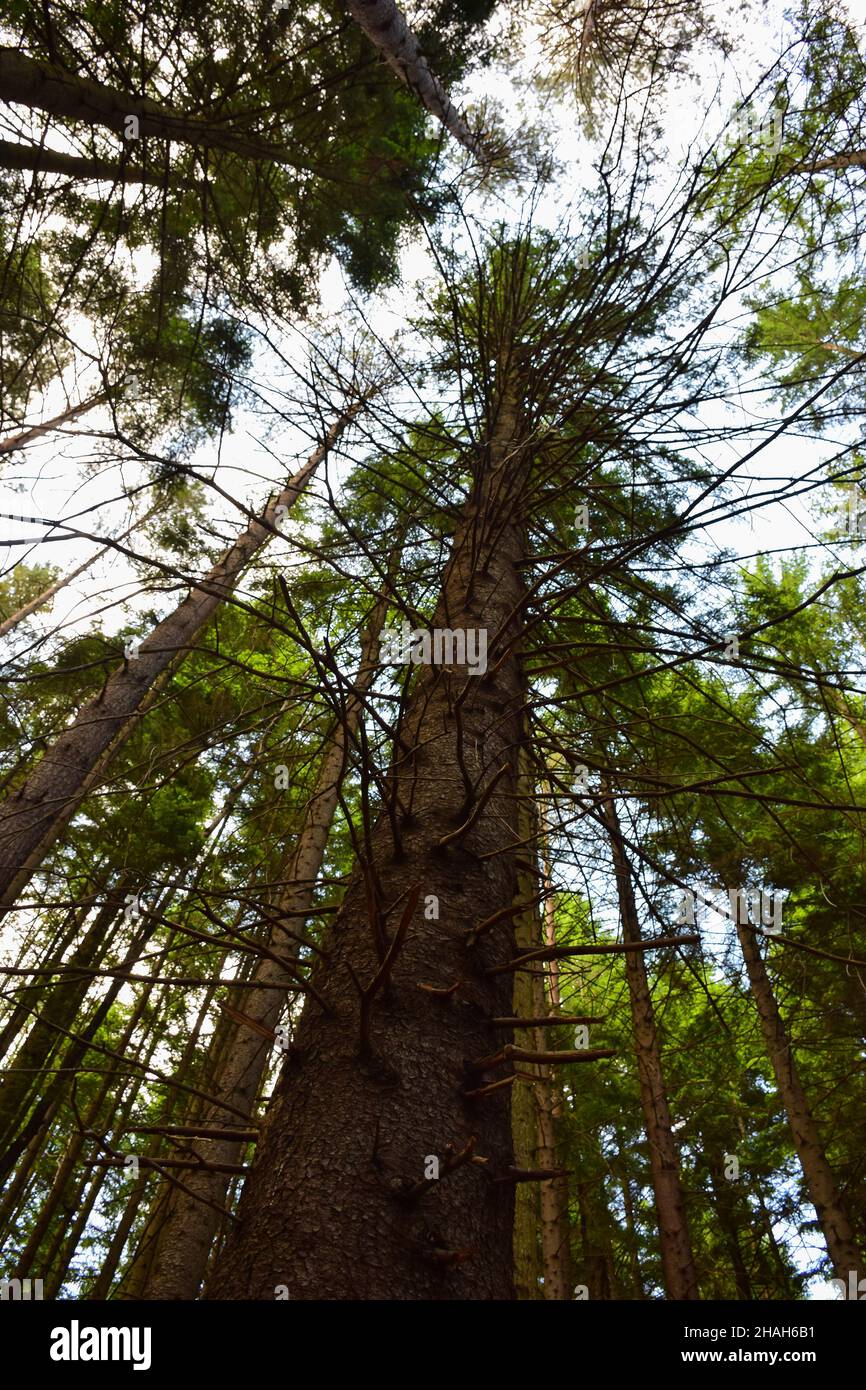 A very tall coniferous tree with many dry branches. Bottom view from a ...
