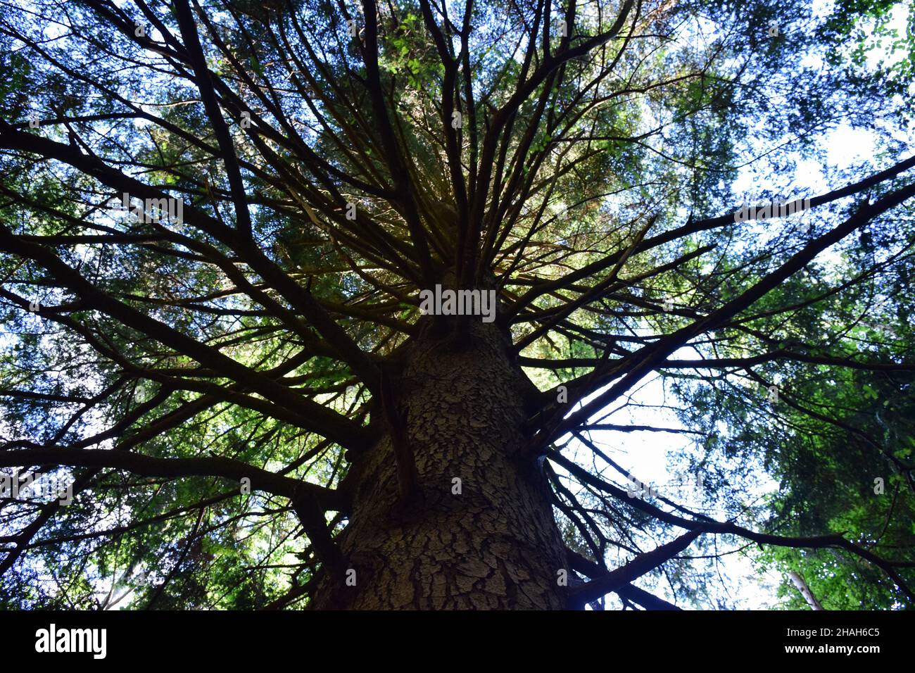 A very tall coniferous tree with many dry branches. Bottom view from a ...