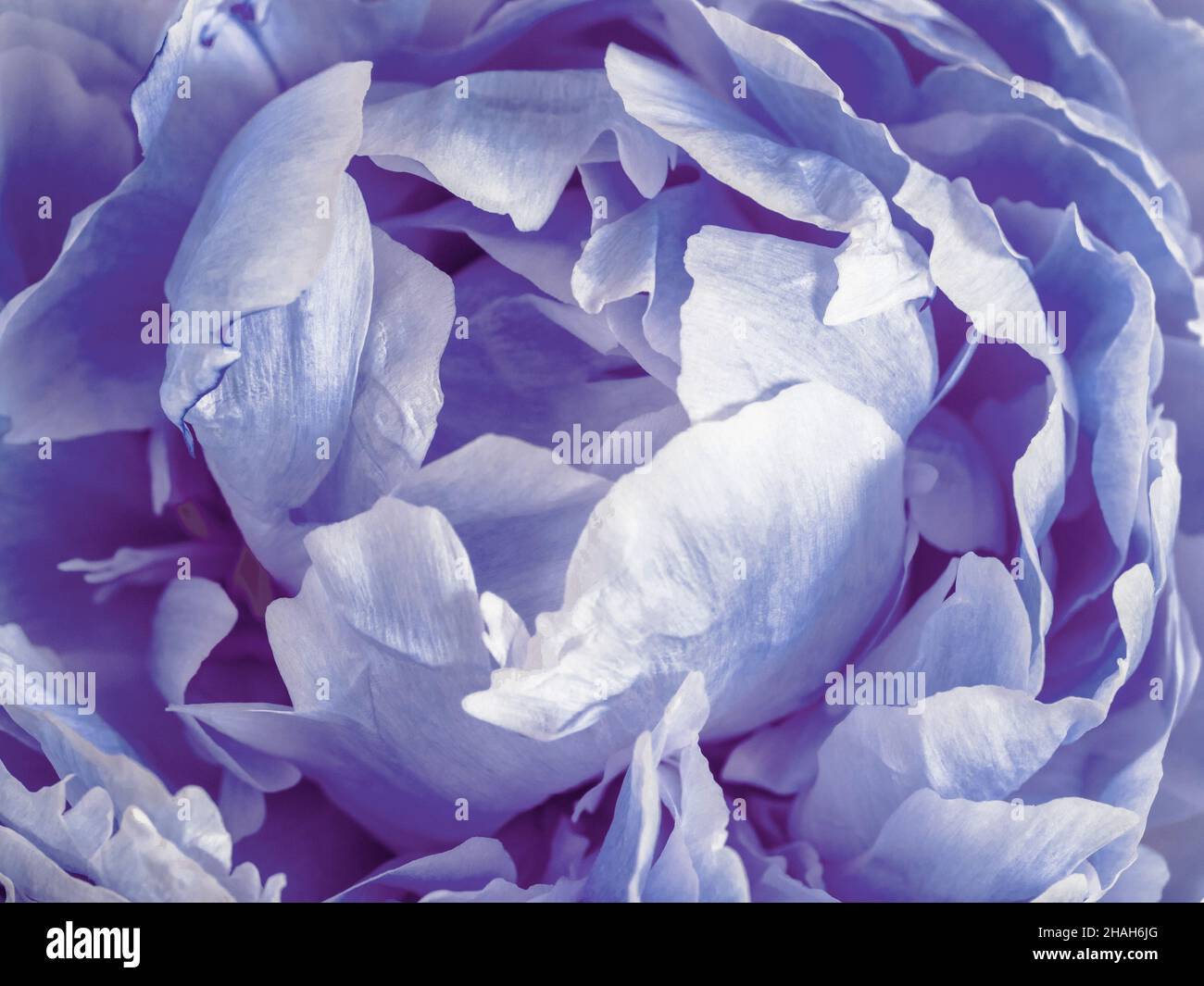 Extreme close up view of violet peony. Flower head of purple peony ...