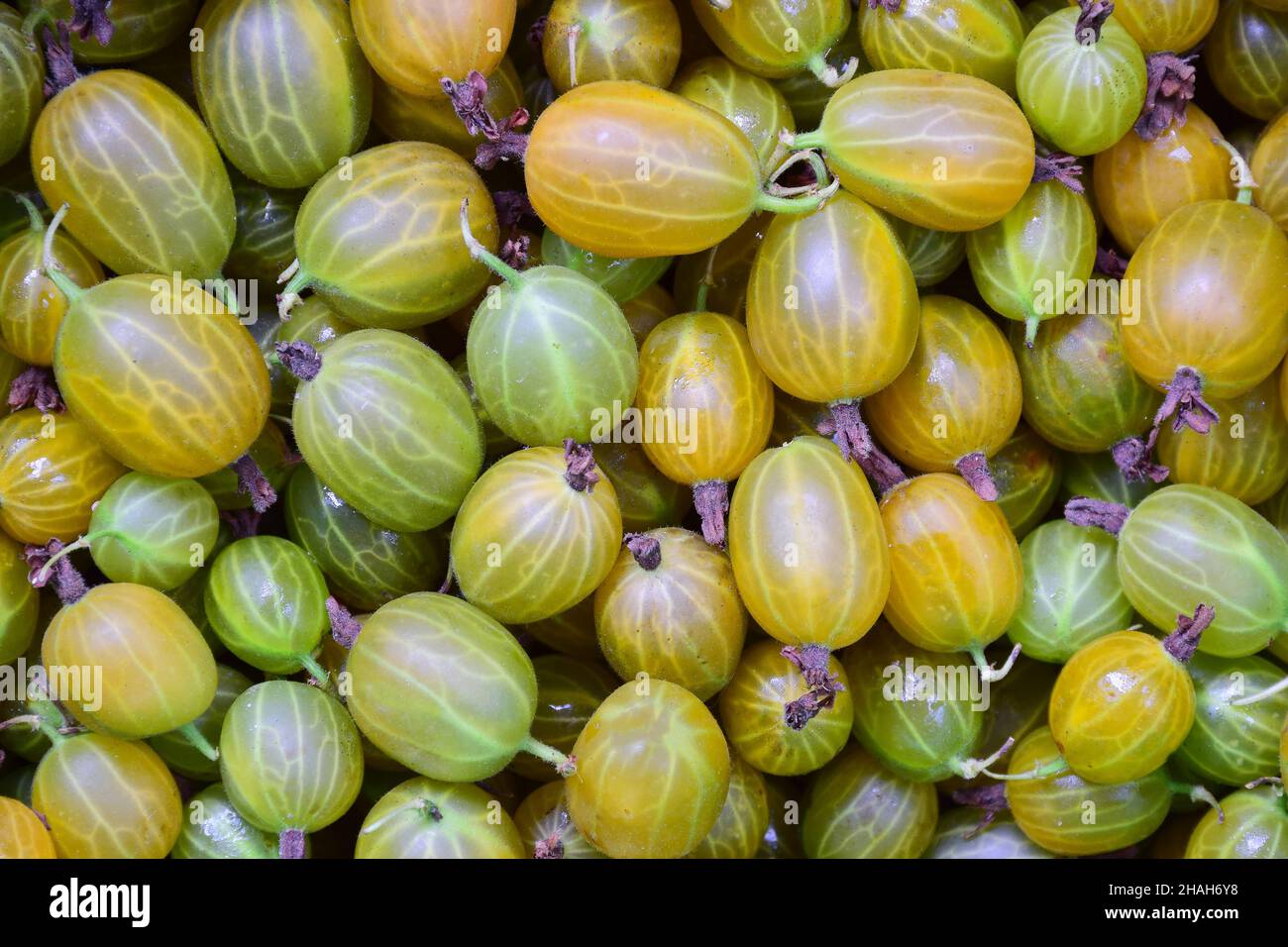 Ripe gooseberries with different shades of green close-up for the whole ...