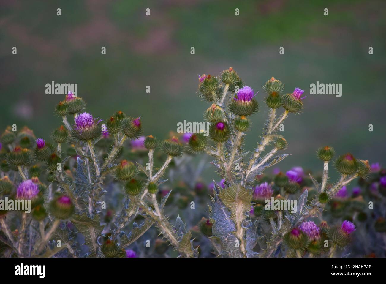 Thistle flowers with sharp thorns at the bottom of the frame in a row ...