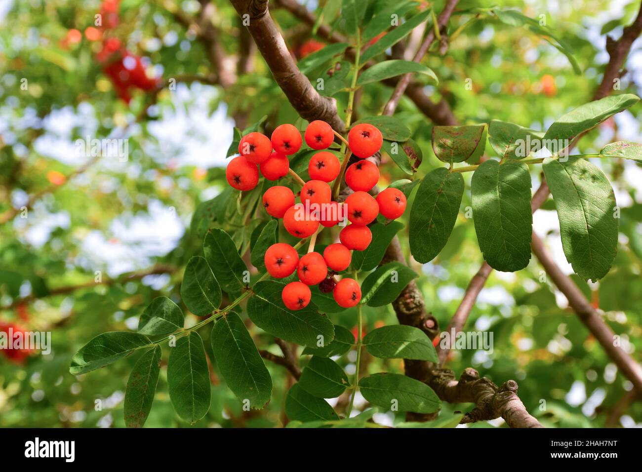 Ripe rowan branch close-up. The background is blurred, the branches of ...