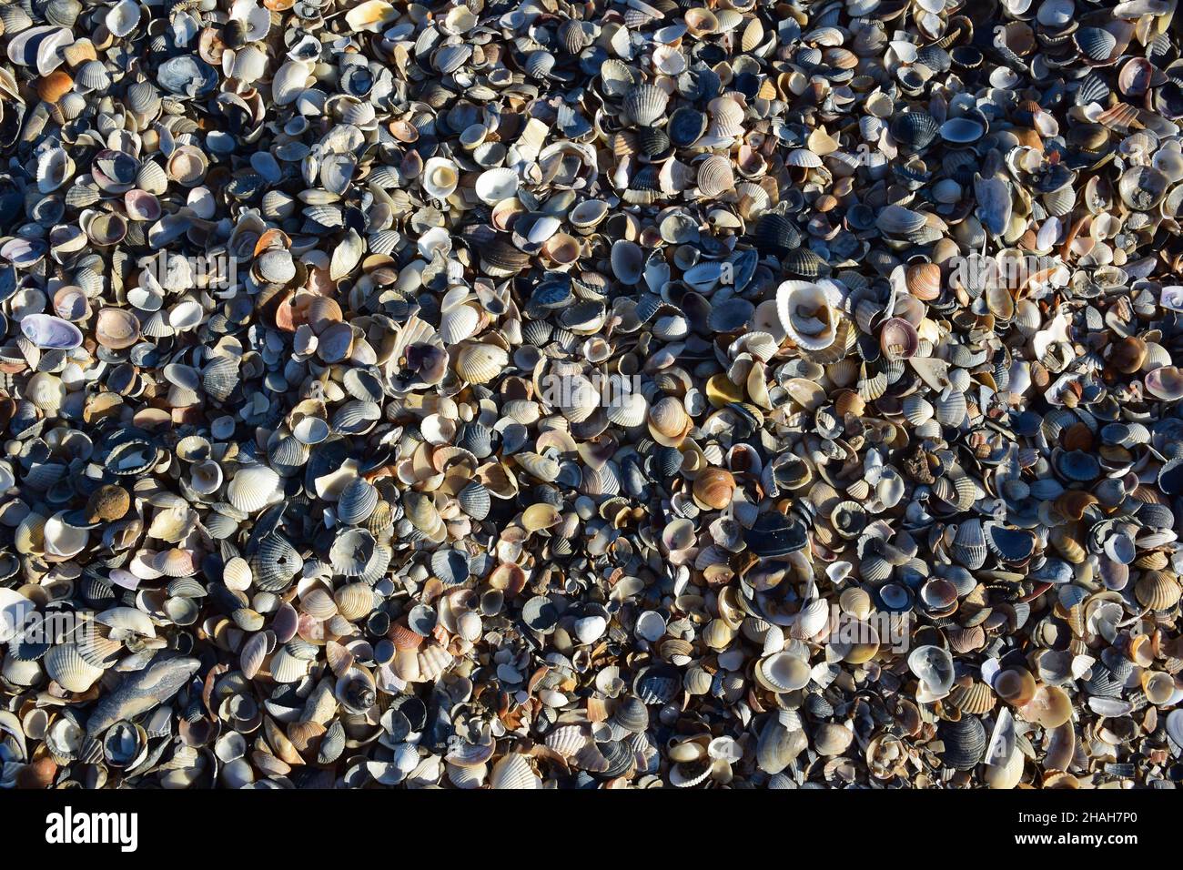 There are a lot of seashells of different shapes and colors for the ...