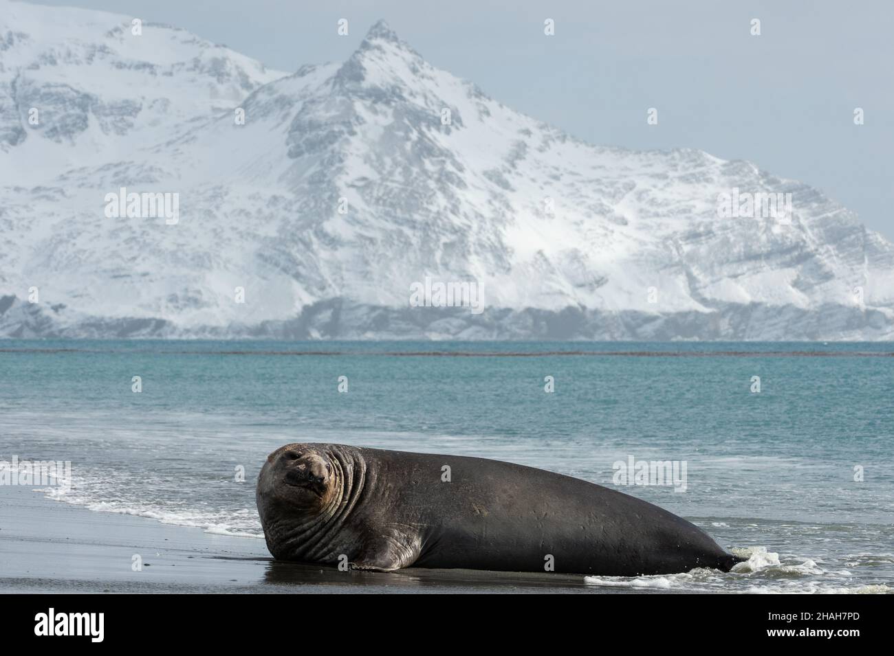 Elephant Seal lies in the ocean at Salisb ury Plains, Falkland Islands ...