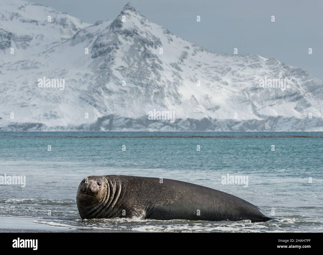 Elephant Seal lies in the ocean at Salisb ury Plains, Falkland Islands ...