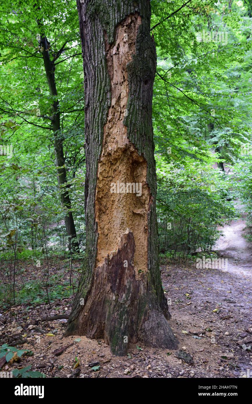 Old, dry, insect-eaten tree with a clear structure Stock Photo - Alamy
