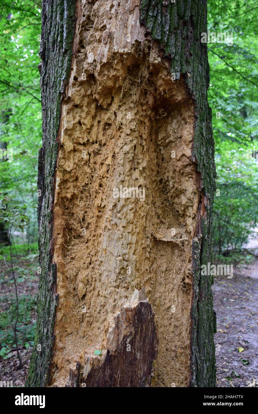 Termites Eating Tree