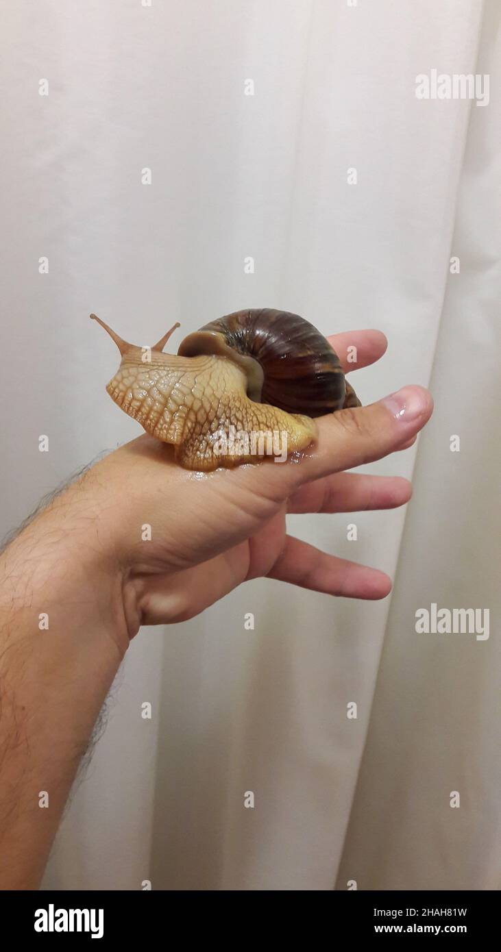 A large Achatina snail crawls along a human hand close-up Stock Photo ...