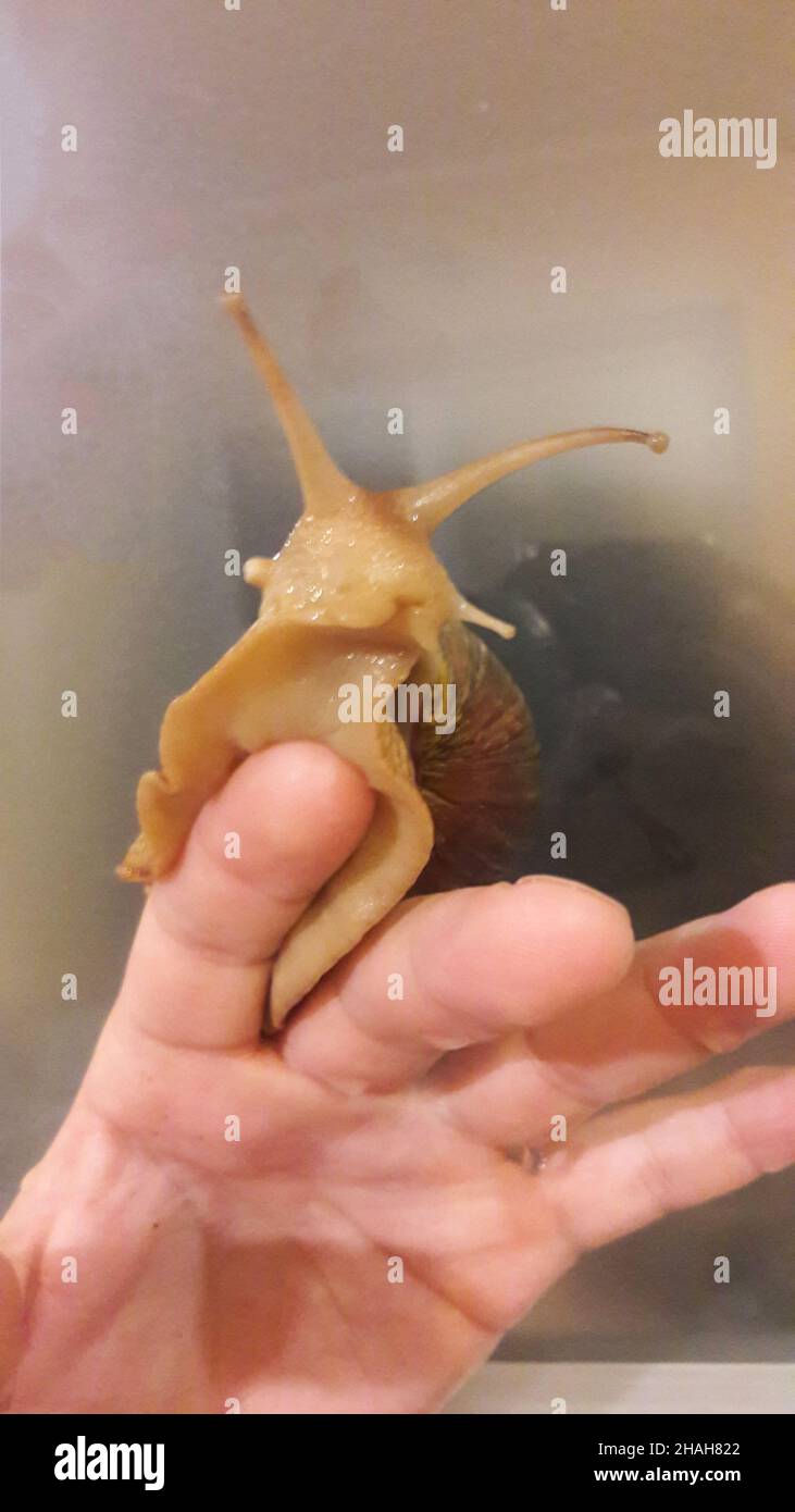 A large Achatina snail crawls along a human hand close-up Stock Photo ...