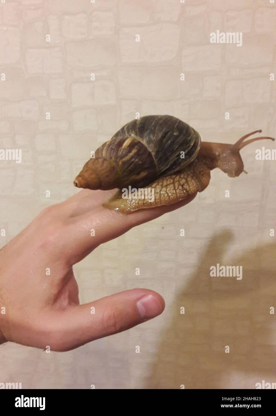 Human shell hi-res stock photography and images - Alamy