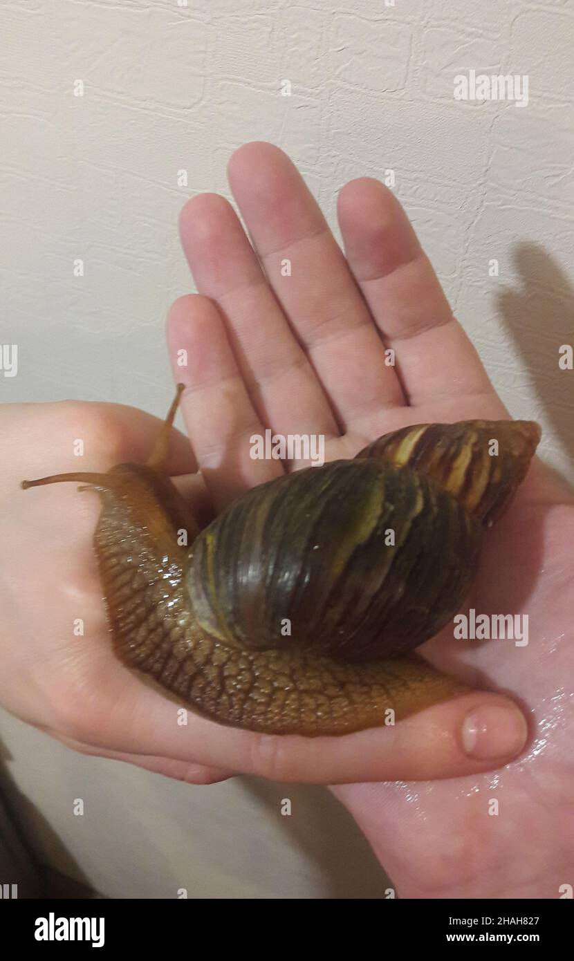 A large Achatina snail crawls along a human hand close-up Stock Photo ...