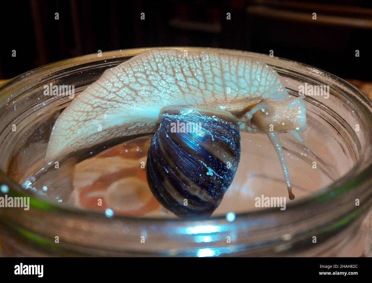 Pet snail Achatina crawls along the edge of a transparent glass jar ...