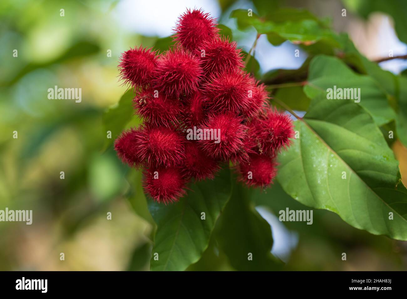 Closeup shot of a red Achiote plant in a Singapore Botanical Garden ...