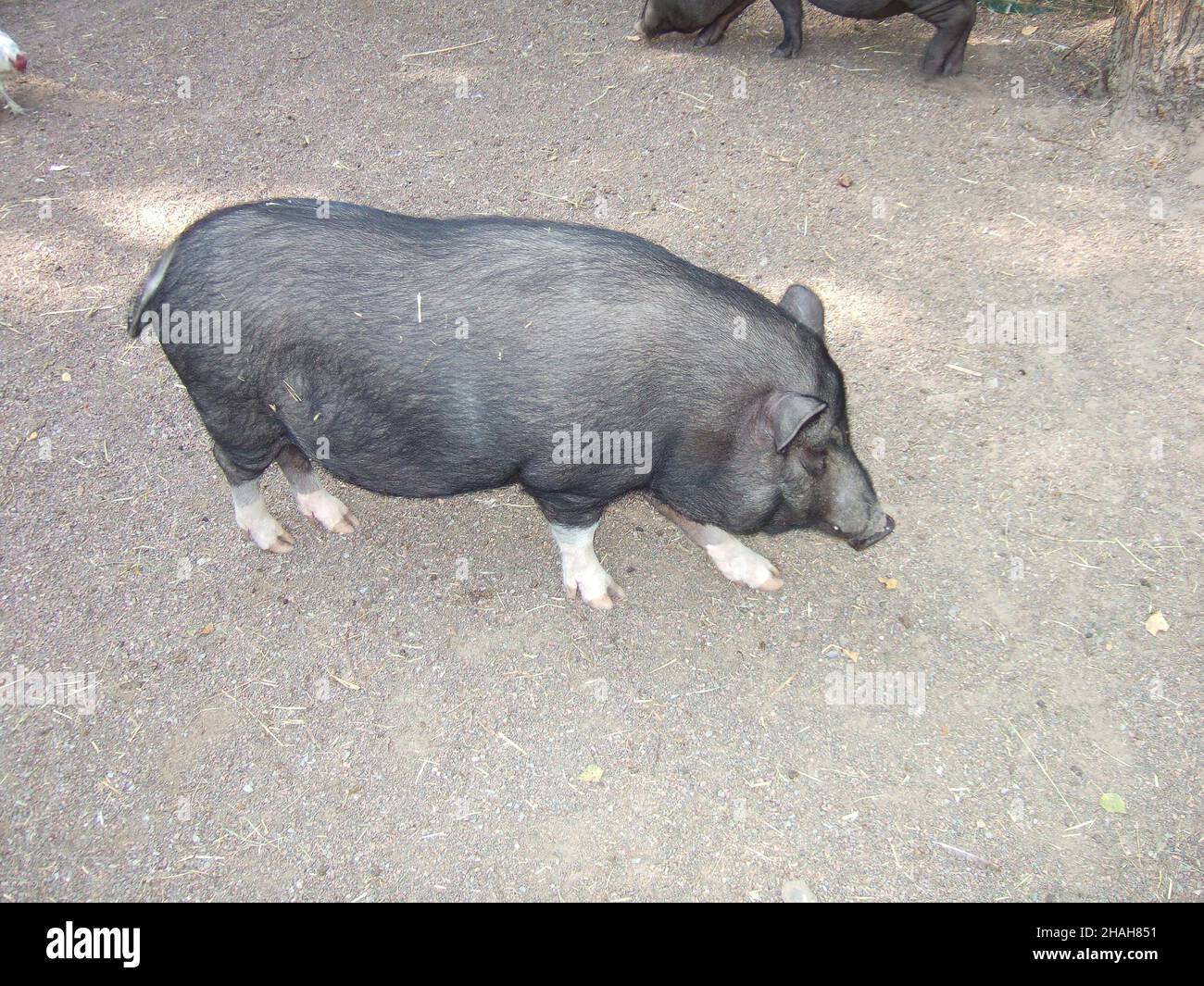 Pig decorative hi-res stock photography and images - Alamy