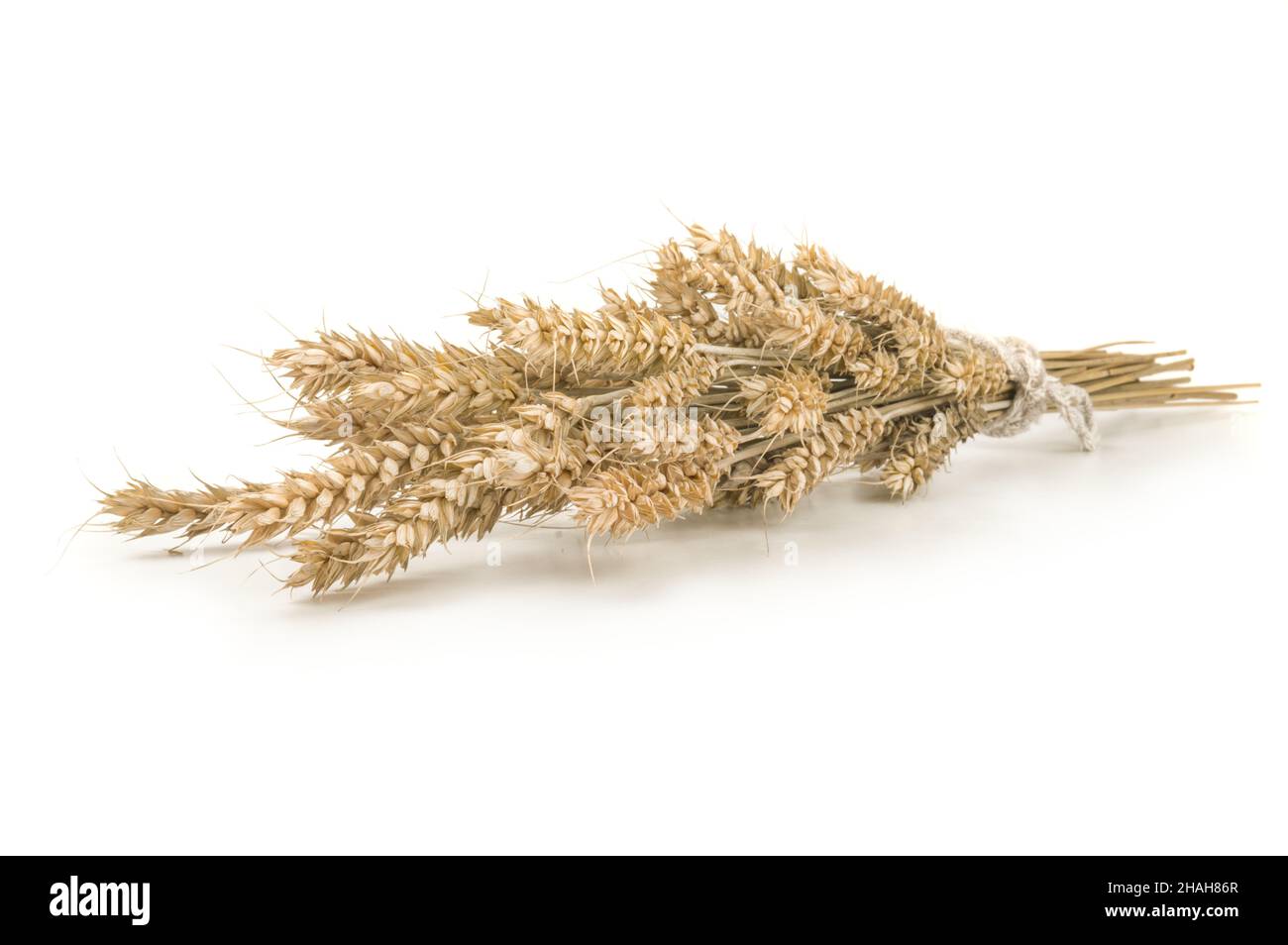 Spikelets of wheat stacked in sheaf on a white Stock Photo - Alamy