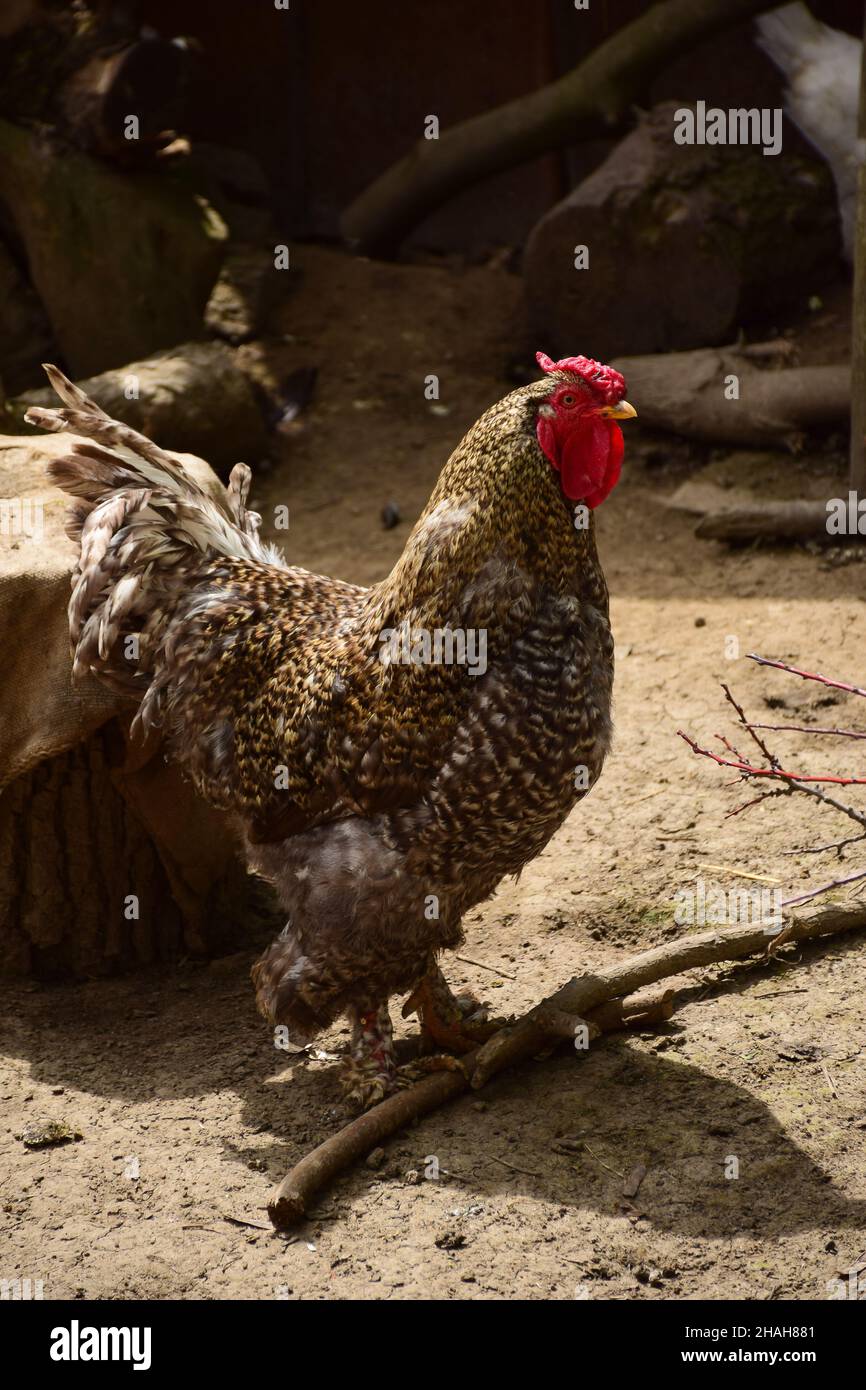 A beautiful motley gray rooster walks on the ground in an aviary for ...