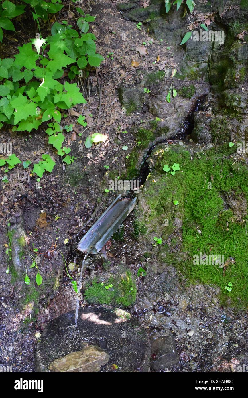 A spring with clean spring water flows in the grass for drinking Stock ...