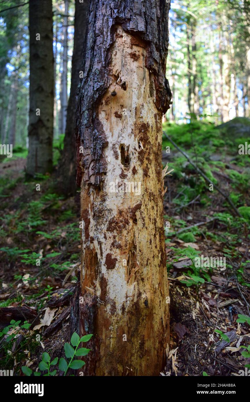 Old, dry, insect-eaten tree with a clear structure Stock Photo - Alamy