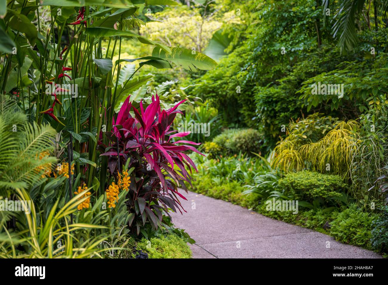 Walking trail through the beautiful blooming Singapore Botanical ...