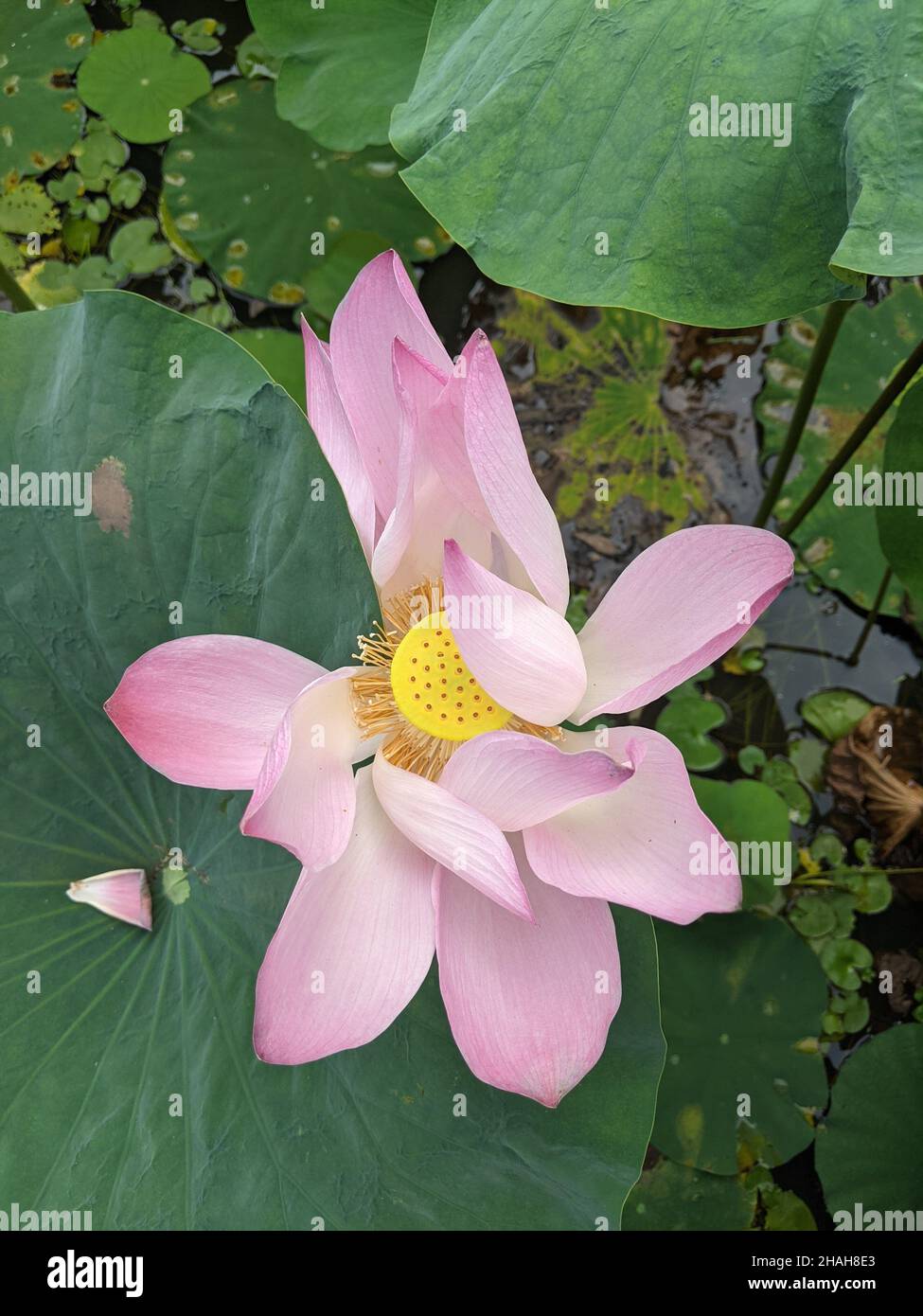 Vertical top view of a blooming pink lotus flower in the Singapore ...