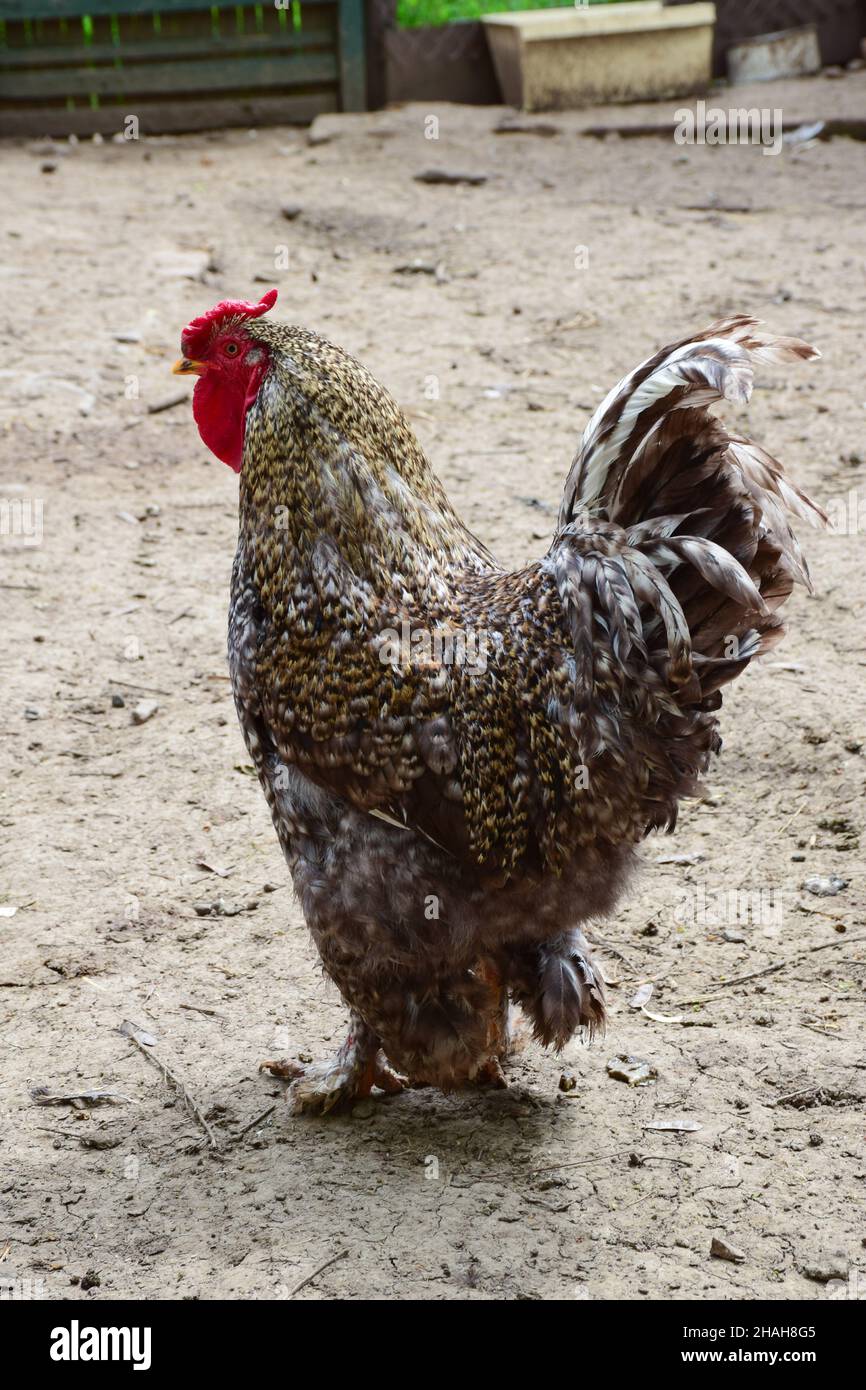 A beautiful motley gray rooster walks on the ground in an aviary for ...
