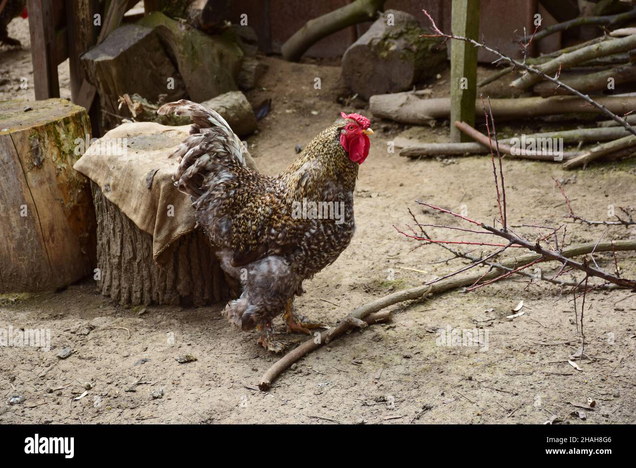 A beautiful motley gray rooster walks on the ground in an aviary for ...