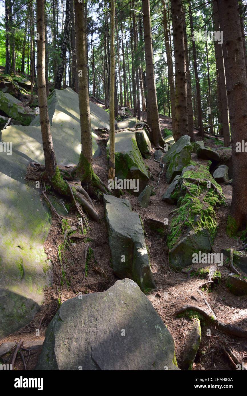 A pile of cascading boulders covered with green moss and branches in a ...