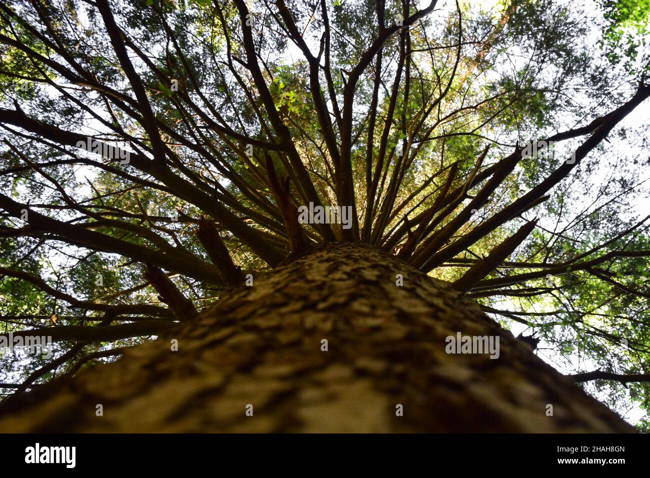 A very tall coniferous tree with many dry branches. Bottom view from a ...
