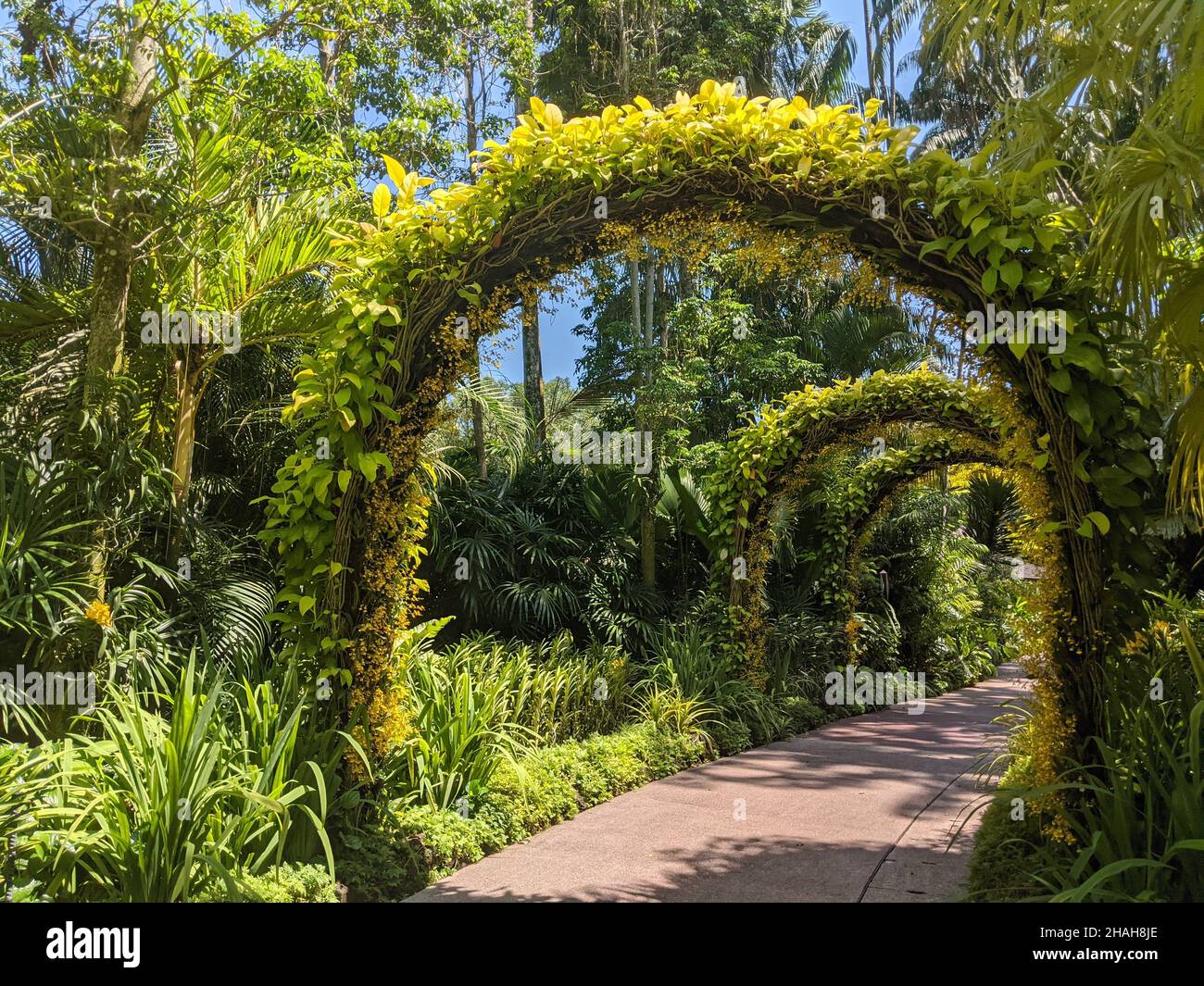Beautiful trail through natural green arches in the Singapore Botanical ...